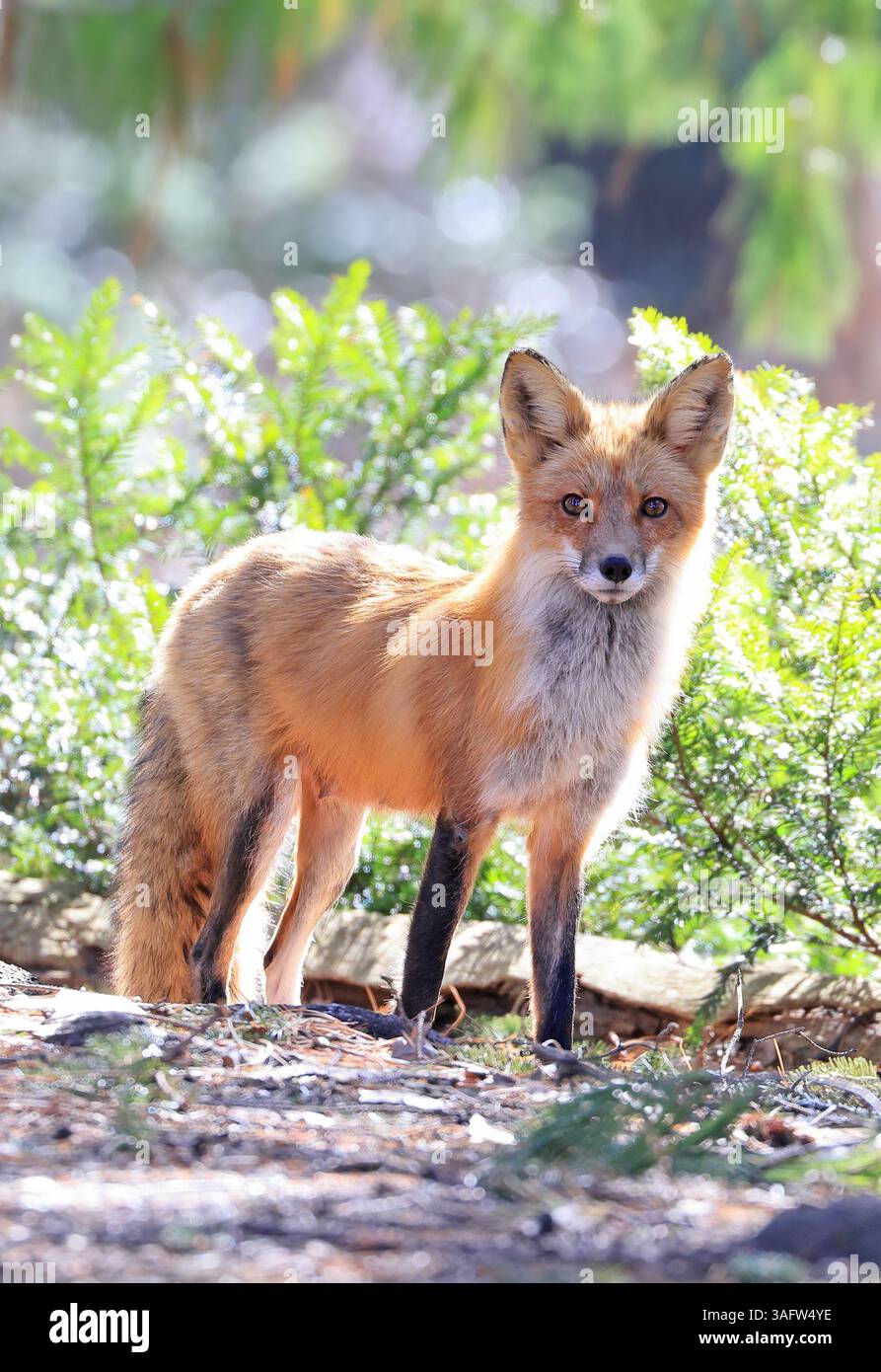 Red fox portrait with grey background, Canada Stock Photo - Alamy