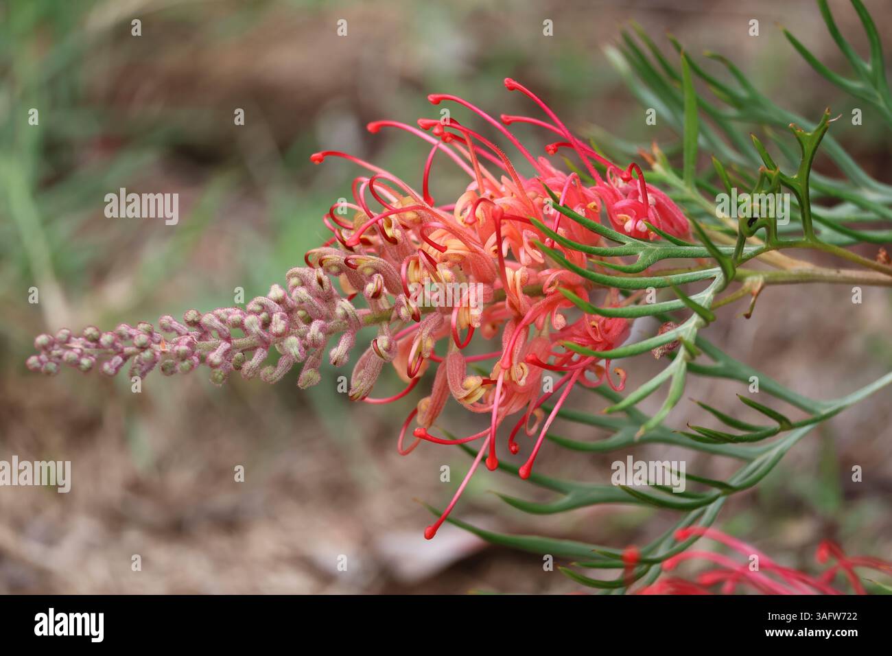 Australian red grevillea flower with bokeh background Stock Photo - Alamy