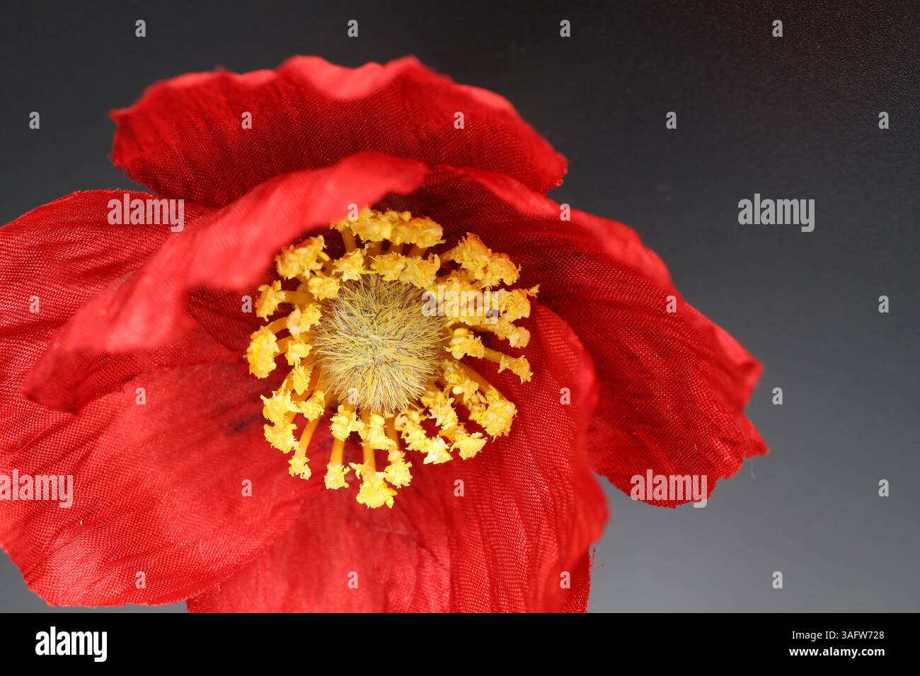 Red poppy for Anzac Day April 25 in Australia and New Zealand lest we ...