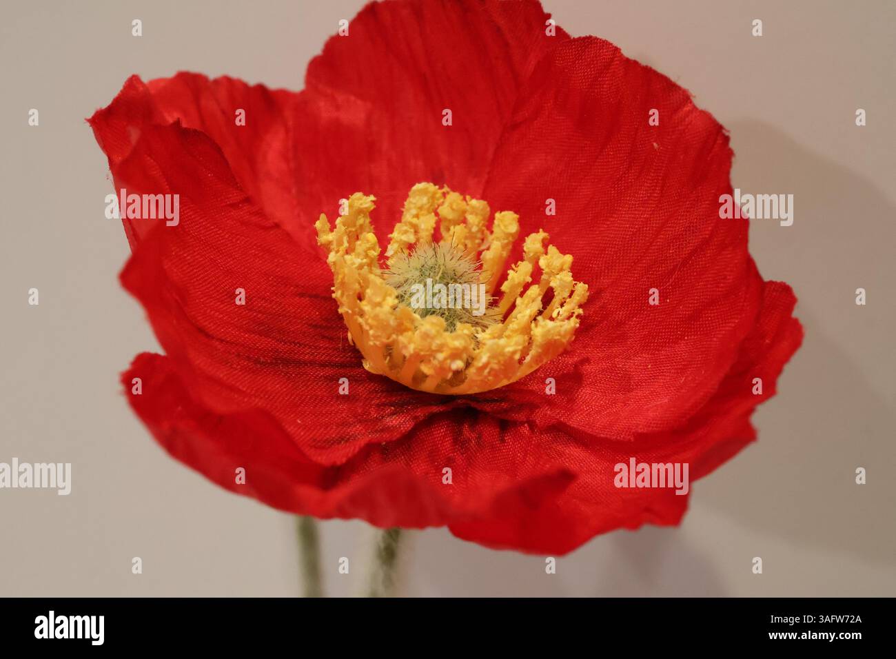 Red poppy flower for Anzac Day April 25 in Australia and New Zealand ...