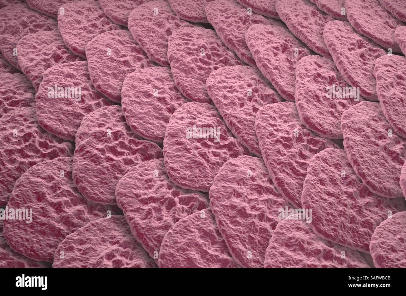 Healthy human skin (Epidermis) surface - isometric view 3d illustration ...