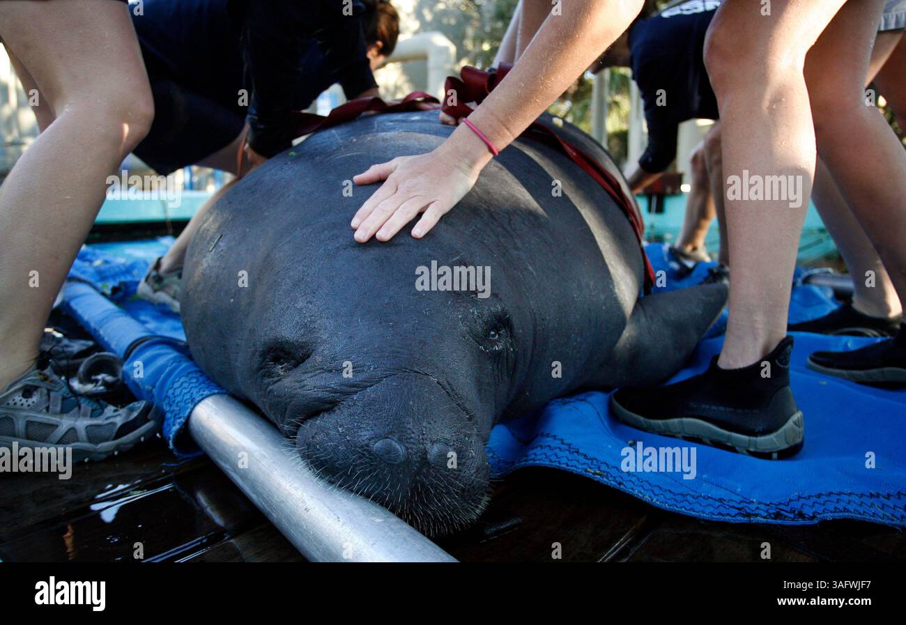 Tampa 2/11/08)--2) A 24-year-old male manatee named Hurricane is ...