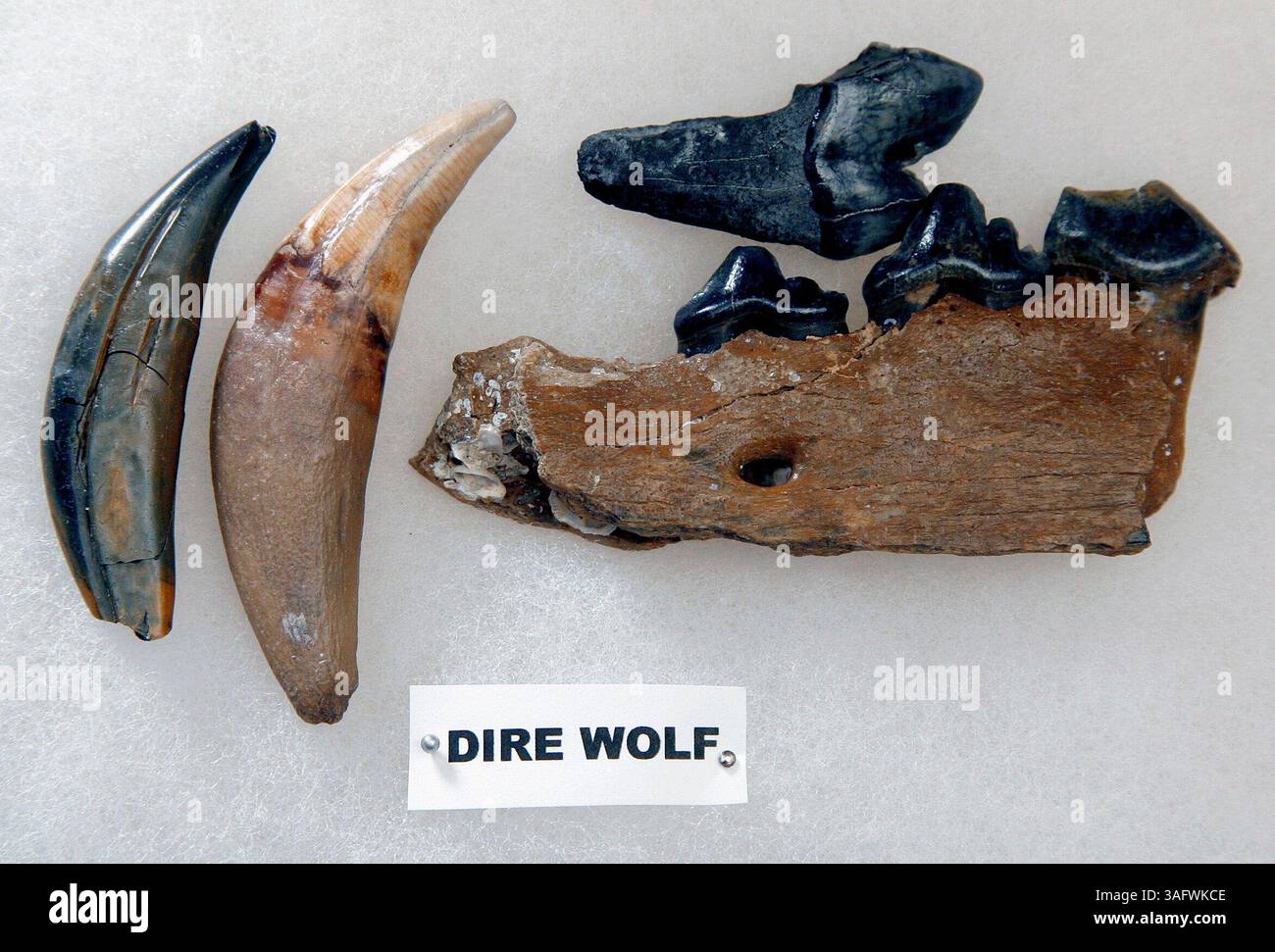 Dire wolf fossils hi-res stock photography and images - Alamy