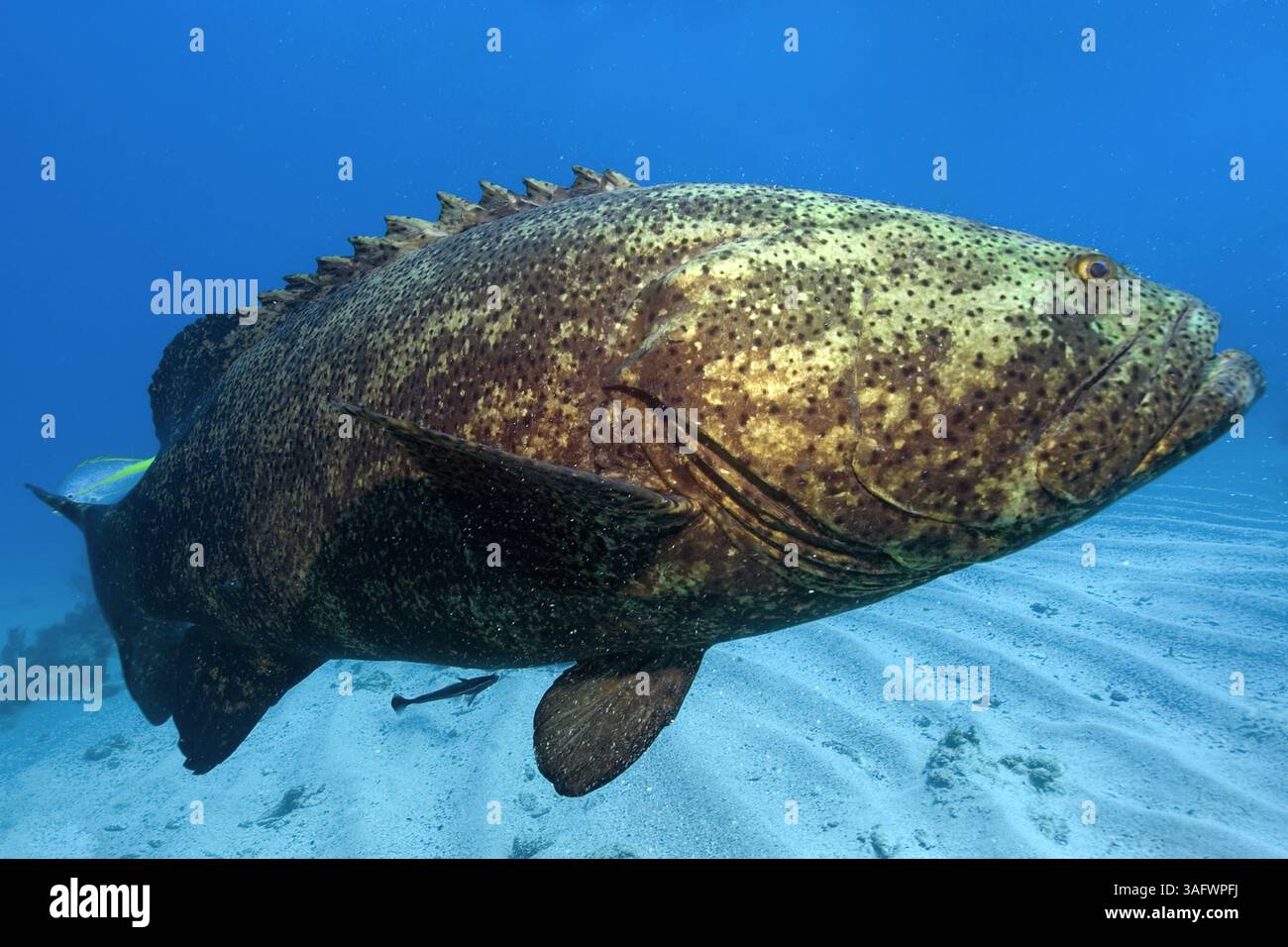 Jan. 6, 2002 - Goliath grouper, Epinephelus itajara, Molasses Reef, Key ...