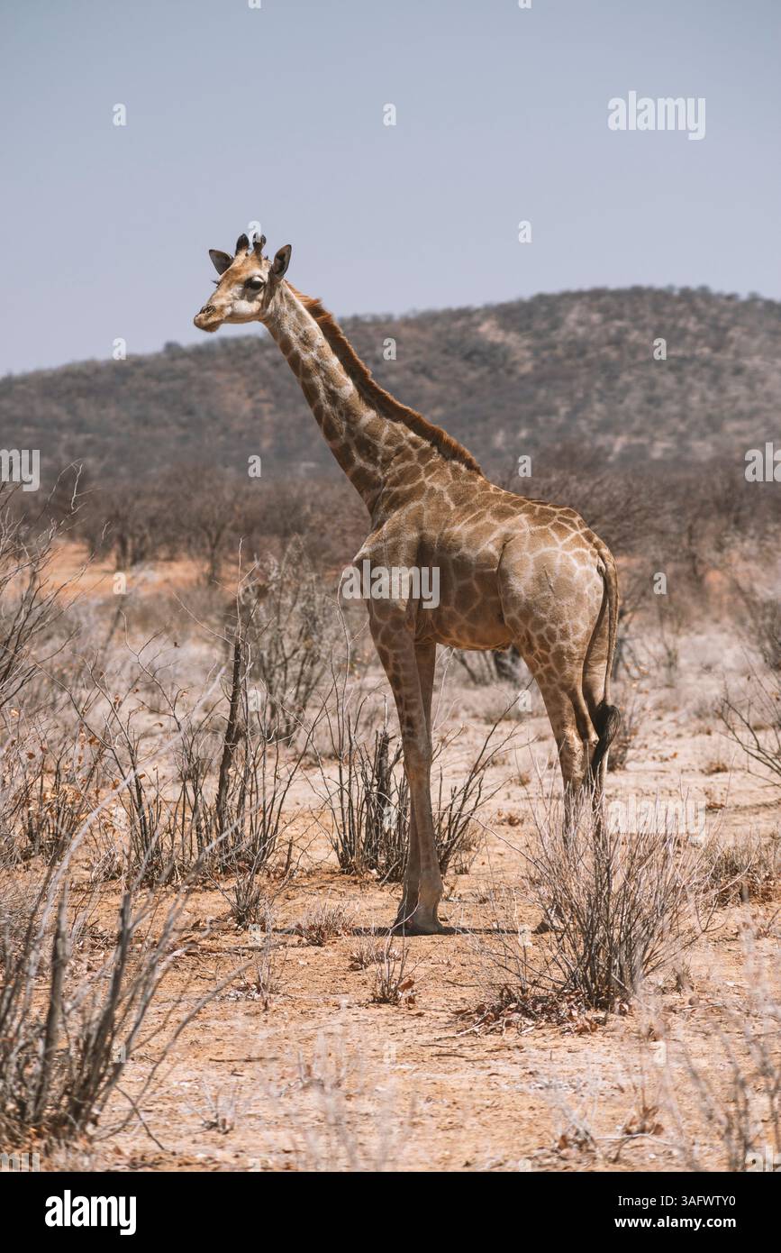 tall wild giraffe in Namibia desert by hot day Stock Photo - Alamy