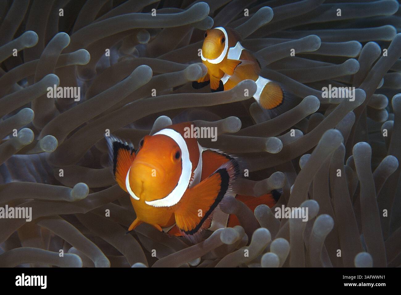 June 11, 2005 - Pair of false clown anemone fish, Amphiprion ocellaris ...