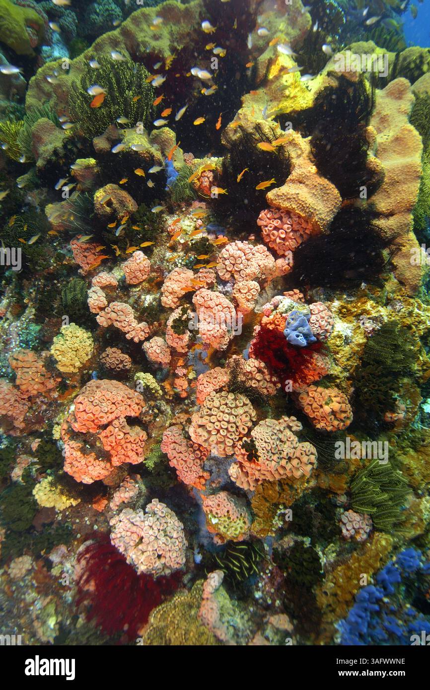 June 11, 2005 - Corals, feather stars and sponges, Apo Island marine ...