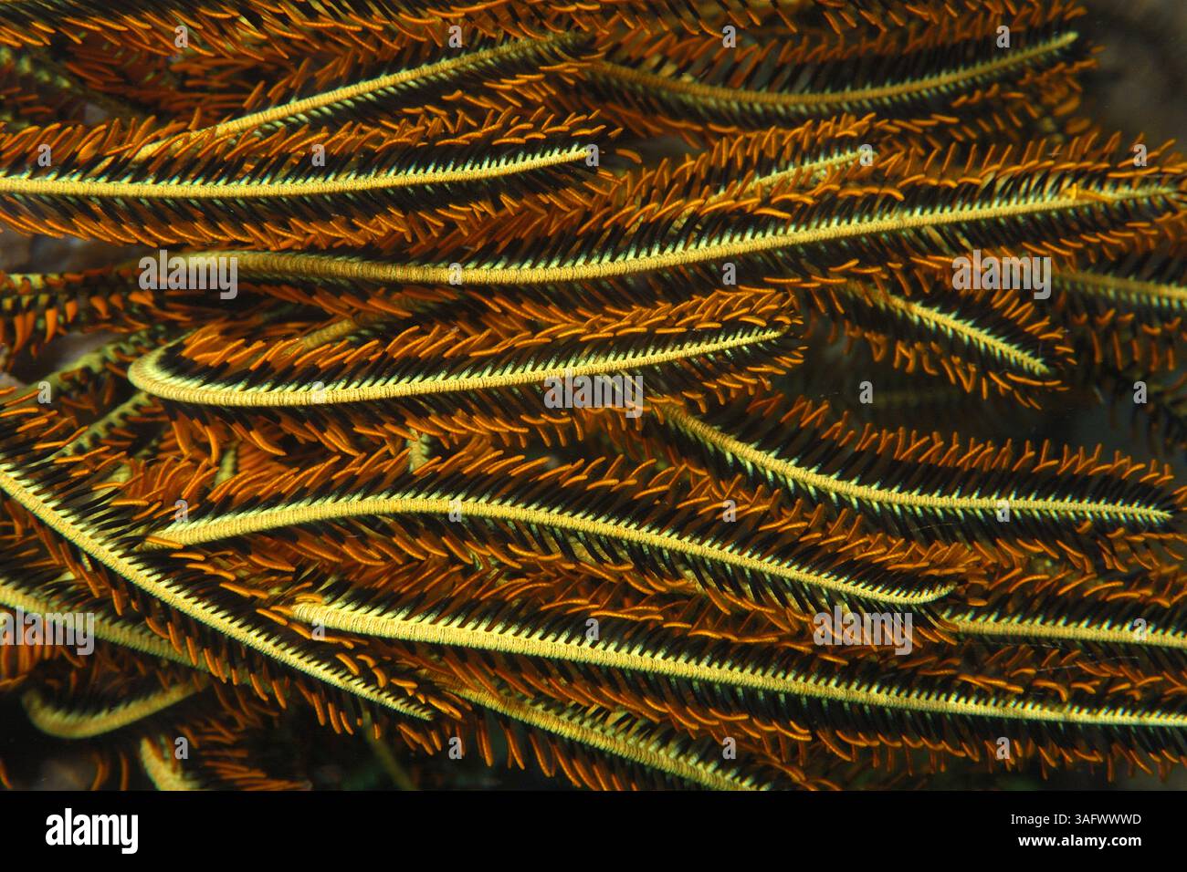 June 14, 2005 - Feather star, Oxycomanthus bennetti, Dauin, Dumaguete ...