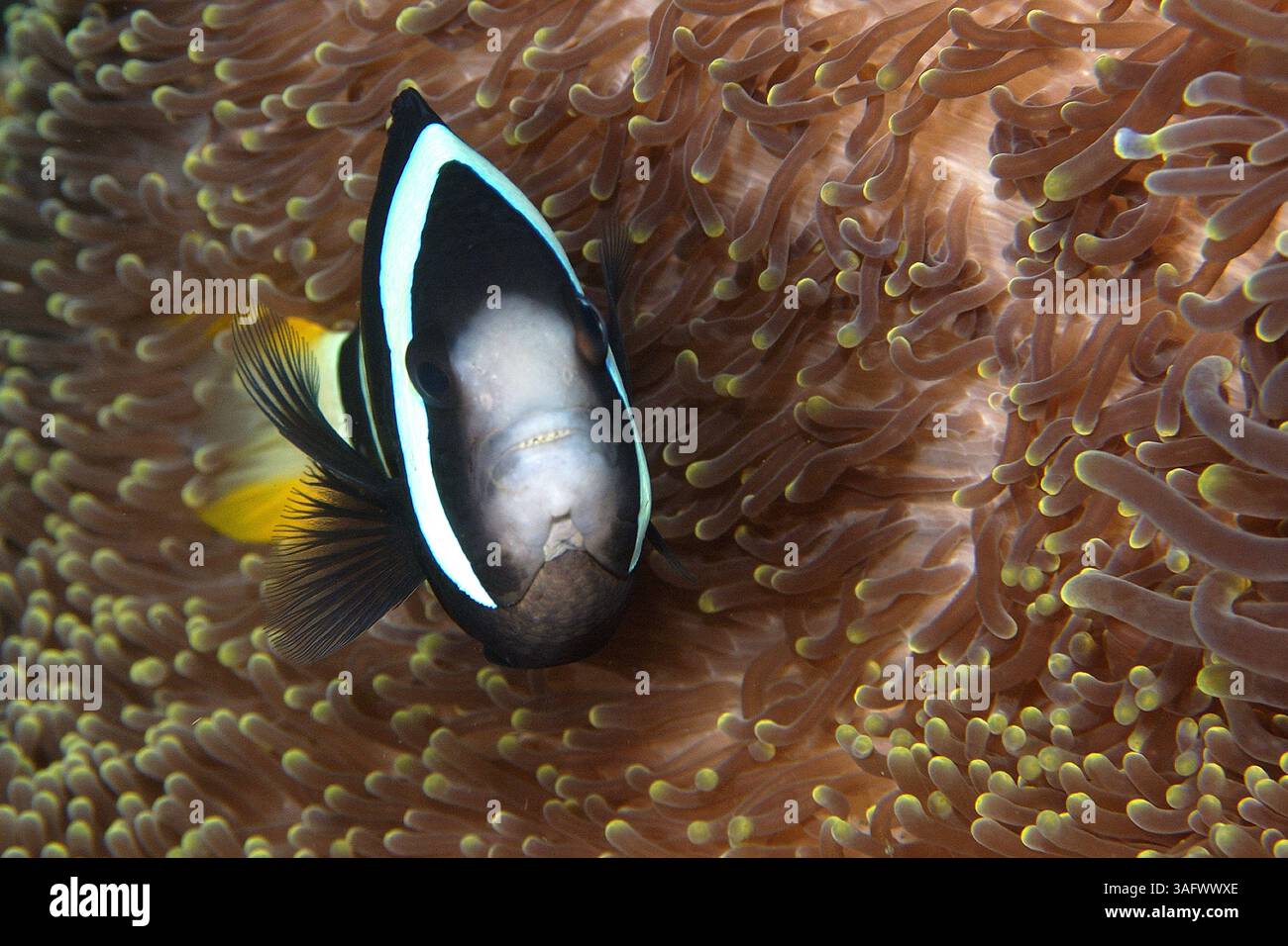 Oct. 3, 2005 - Clark's anemonefish, Amphiprion clarkii, unusual color ...