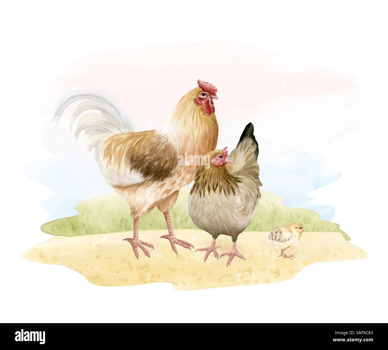 Rooster hen chicken in Cut Out Stock Images & Pictures - Alamy