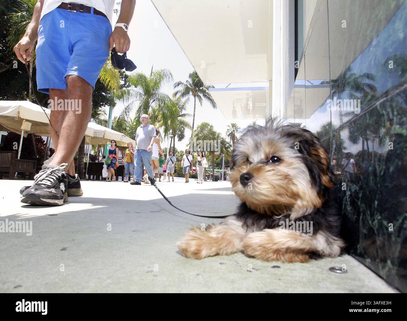 April 12, 2012 - Miami Beach, FL, USA - Bogey, a four-month-old Yorkie ...