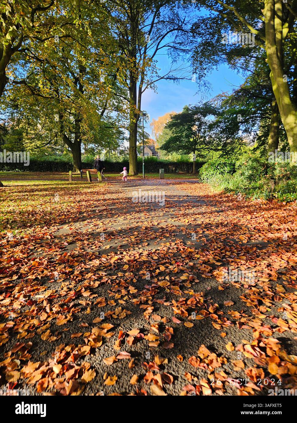 Sunny skies and tall trees hi-res stock photography and images - Alamy