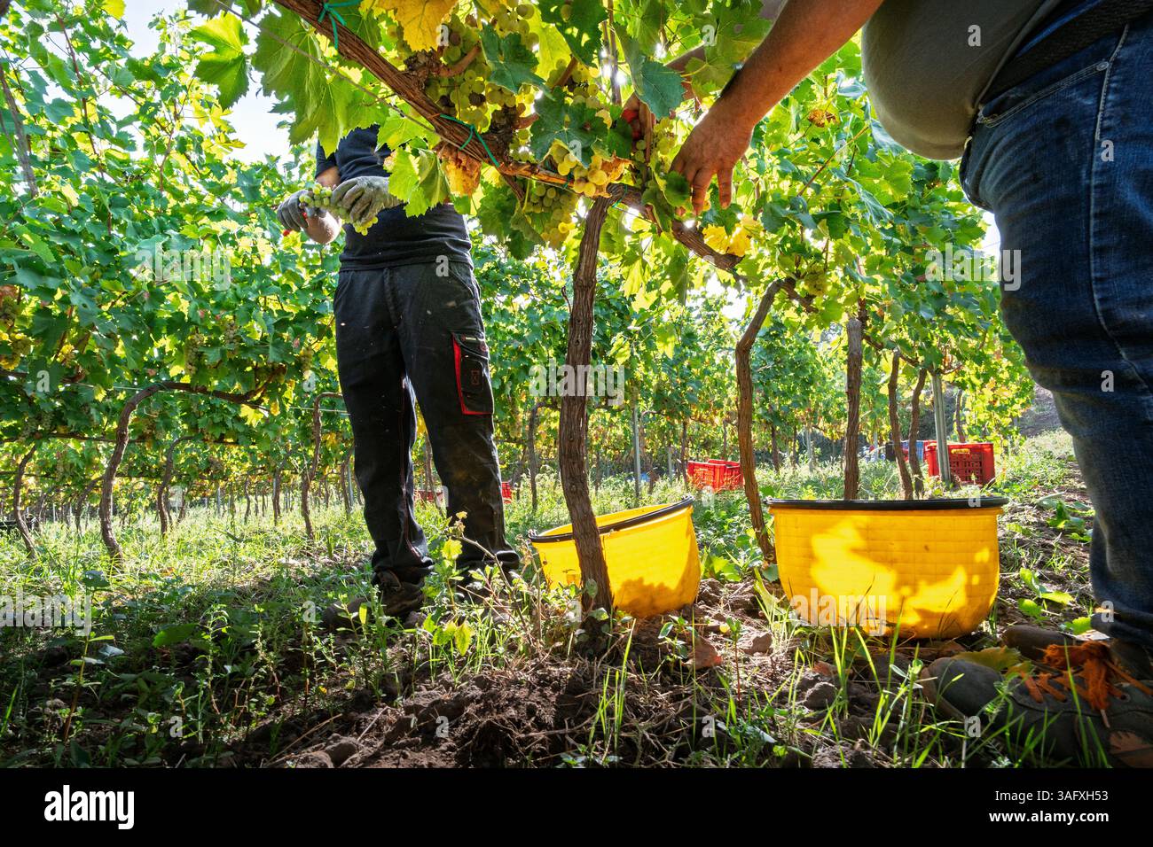 Grape harvest scene with two workers hand-picking white grapes in Sicilian vineyard with yellow ...