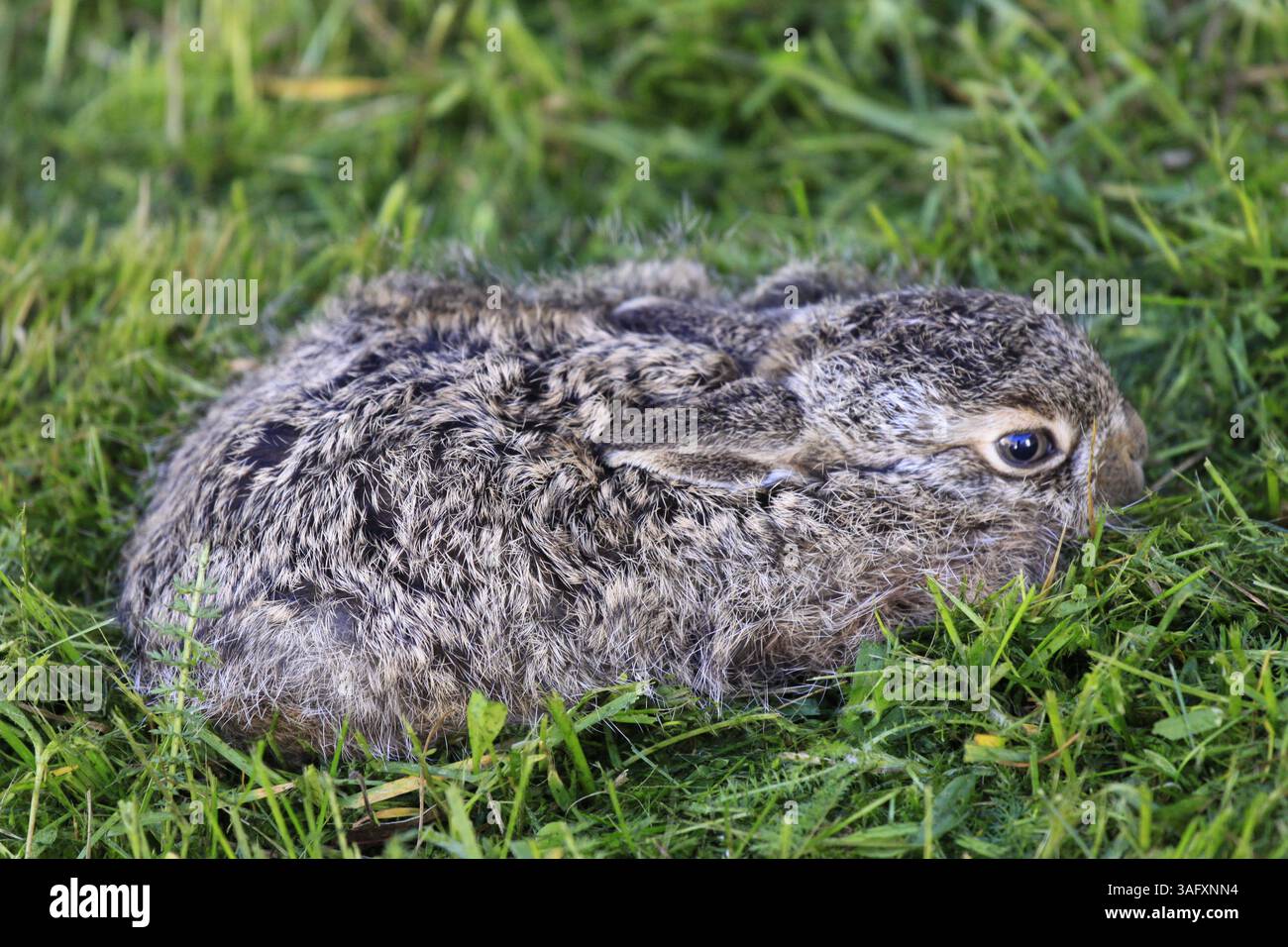 European hare. A shaggy, hairy baby hare hides in the grass Stock Photo ...