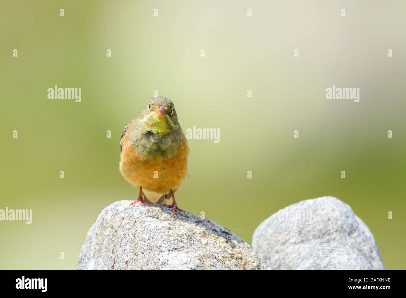 Ortolan bunting male vocal display Stock Photo - Alamy