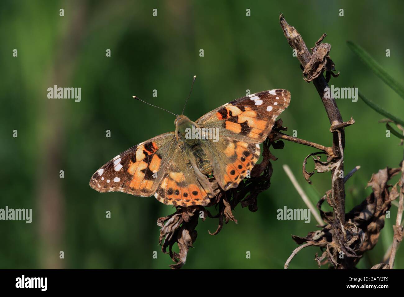Vanessa cardui butterfly posed flower close up detail profile pose ...