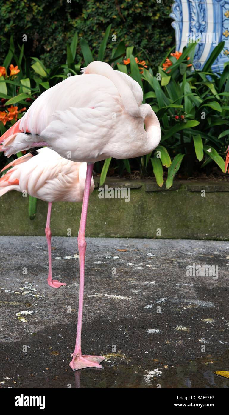 Beautiful shot flamingos sleeping hi-res stock photography and images ...