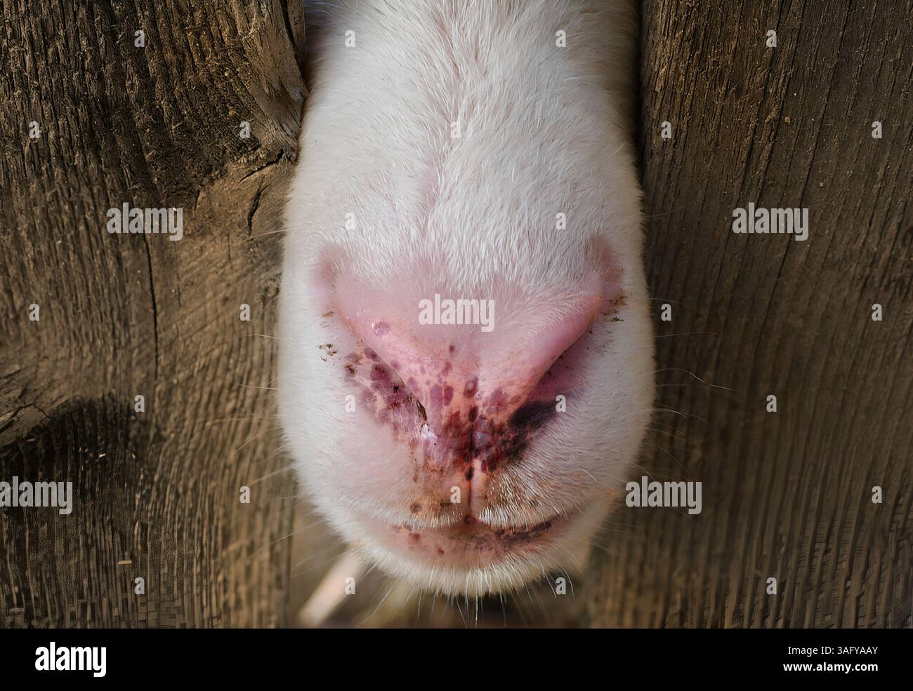 Bluetongue disease affected sheep a noncontagious, infectious ...