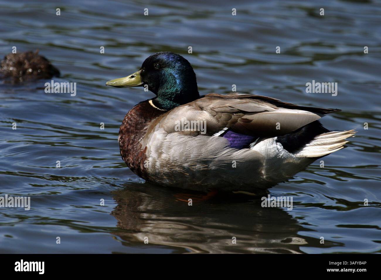 Mallord duck hi-res stock photography and images - Alamy