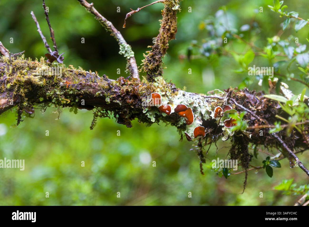 Immersive Chilean rainforest scene: lush undergrowth of mosses, ferns ...