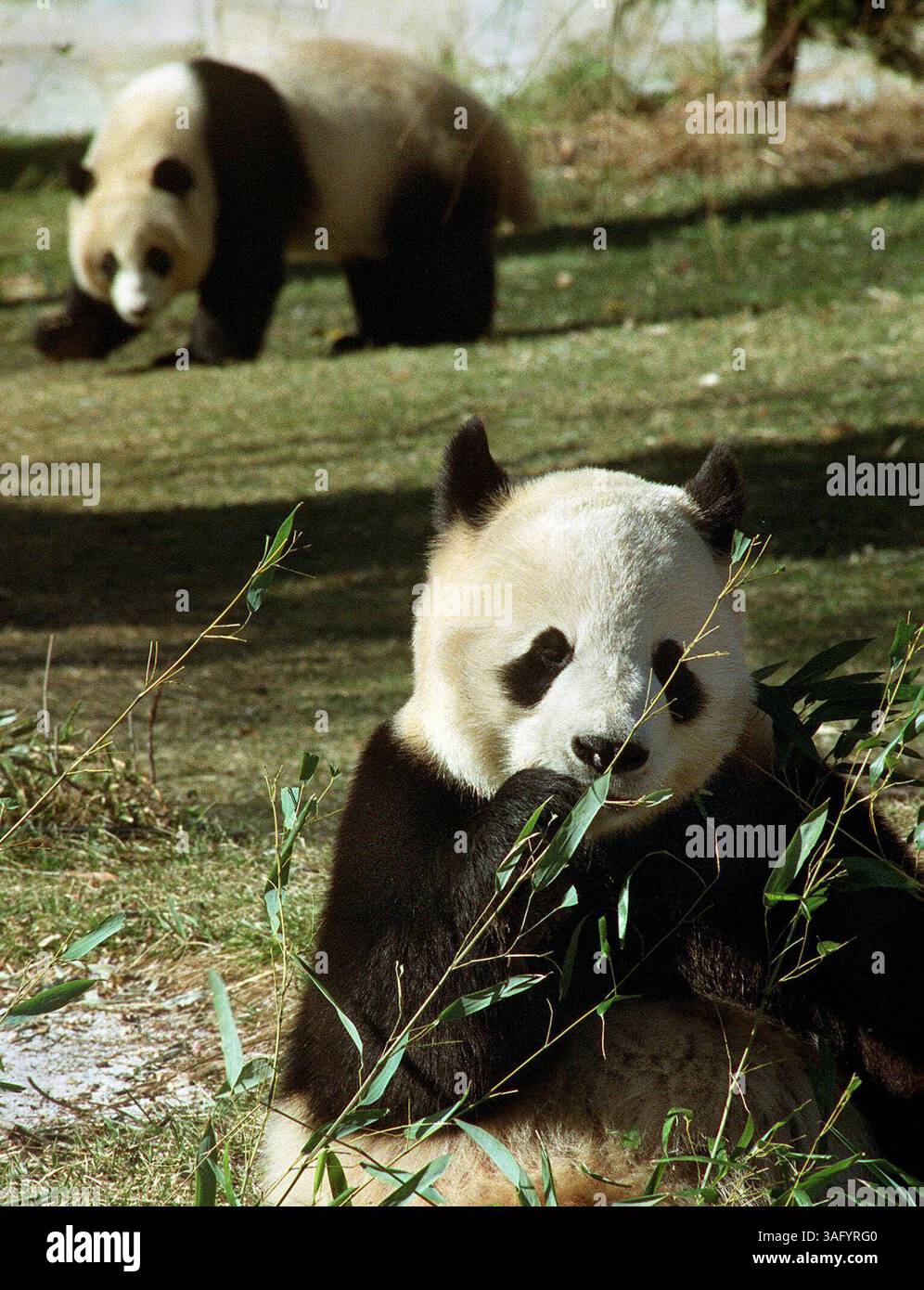Tian Tian, the 4-year-old male panda, munches on bamboo as Mei Xiang ...
