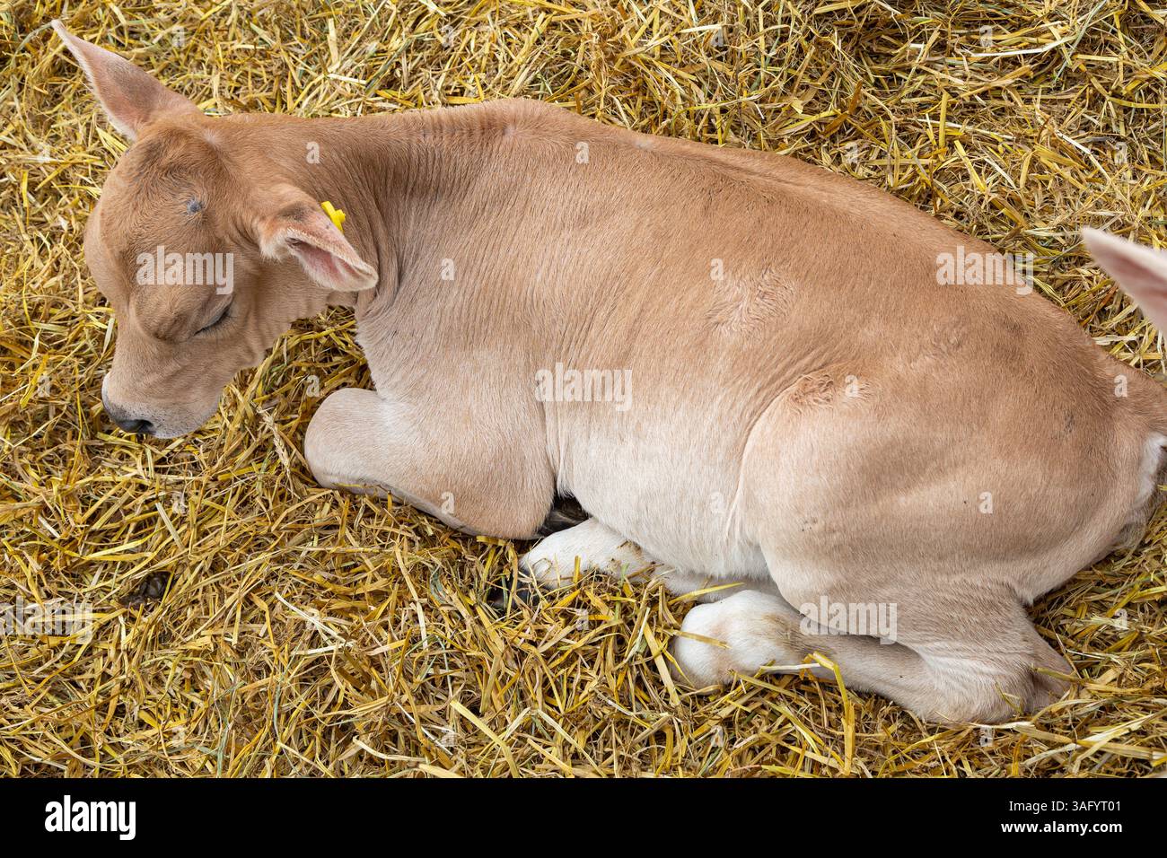 young calf of Swiss cattle breed Stock Photo - Alamy