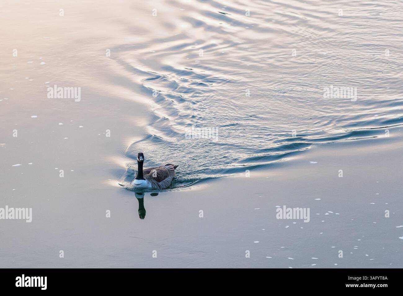 A single Canada goose makes a V in the water as it swims upstream in ...
