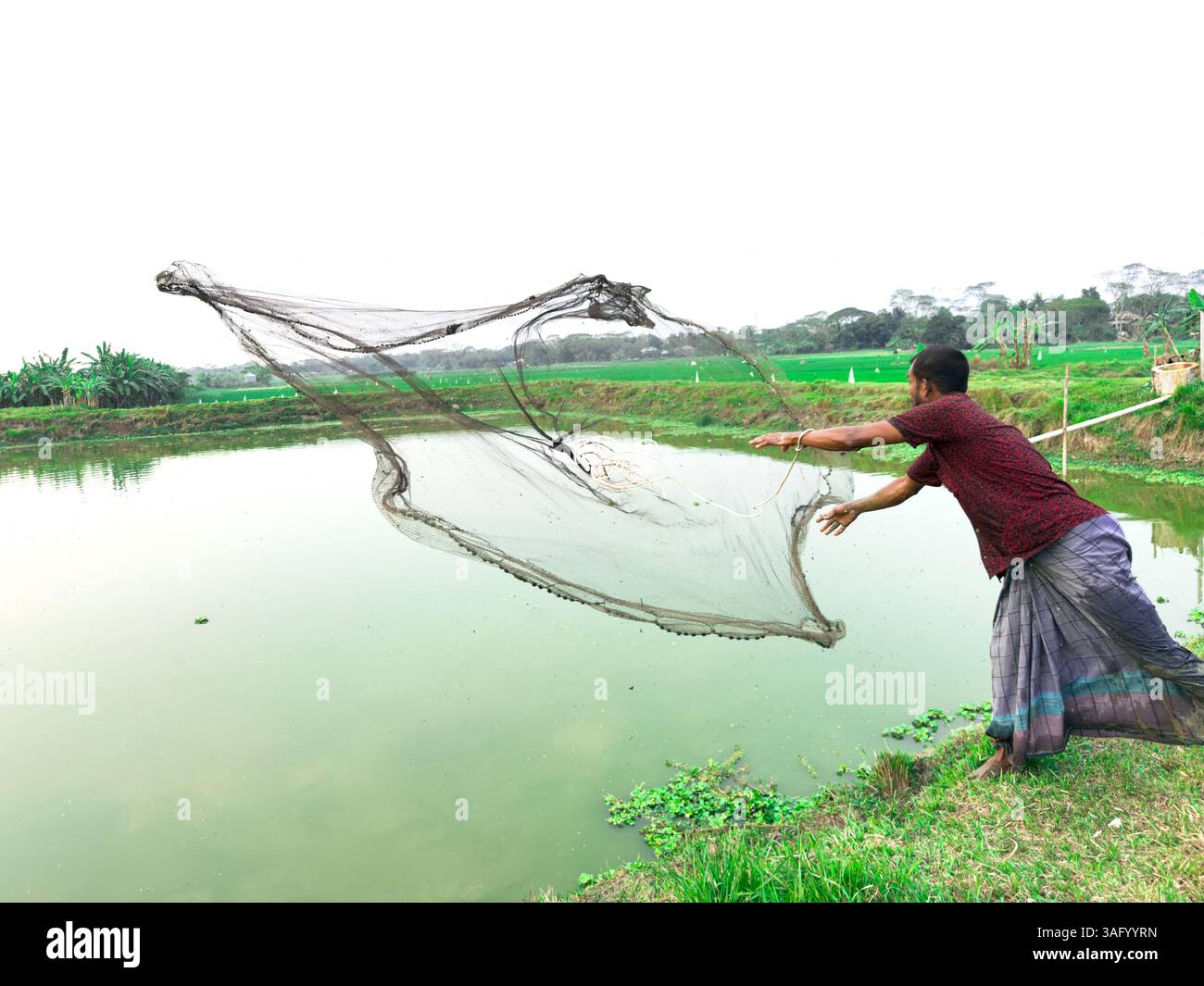 Bangladeshi fisherman casts a traditional fishing net into a rural pond. Traditional fishing ...
