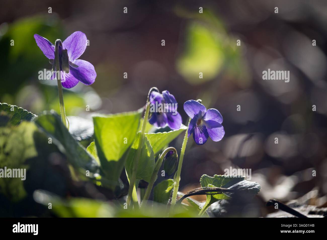 The lovely deep purple flowers of Viola sororia, also known as the ...