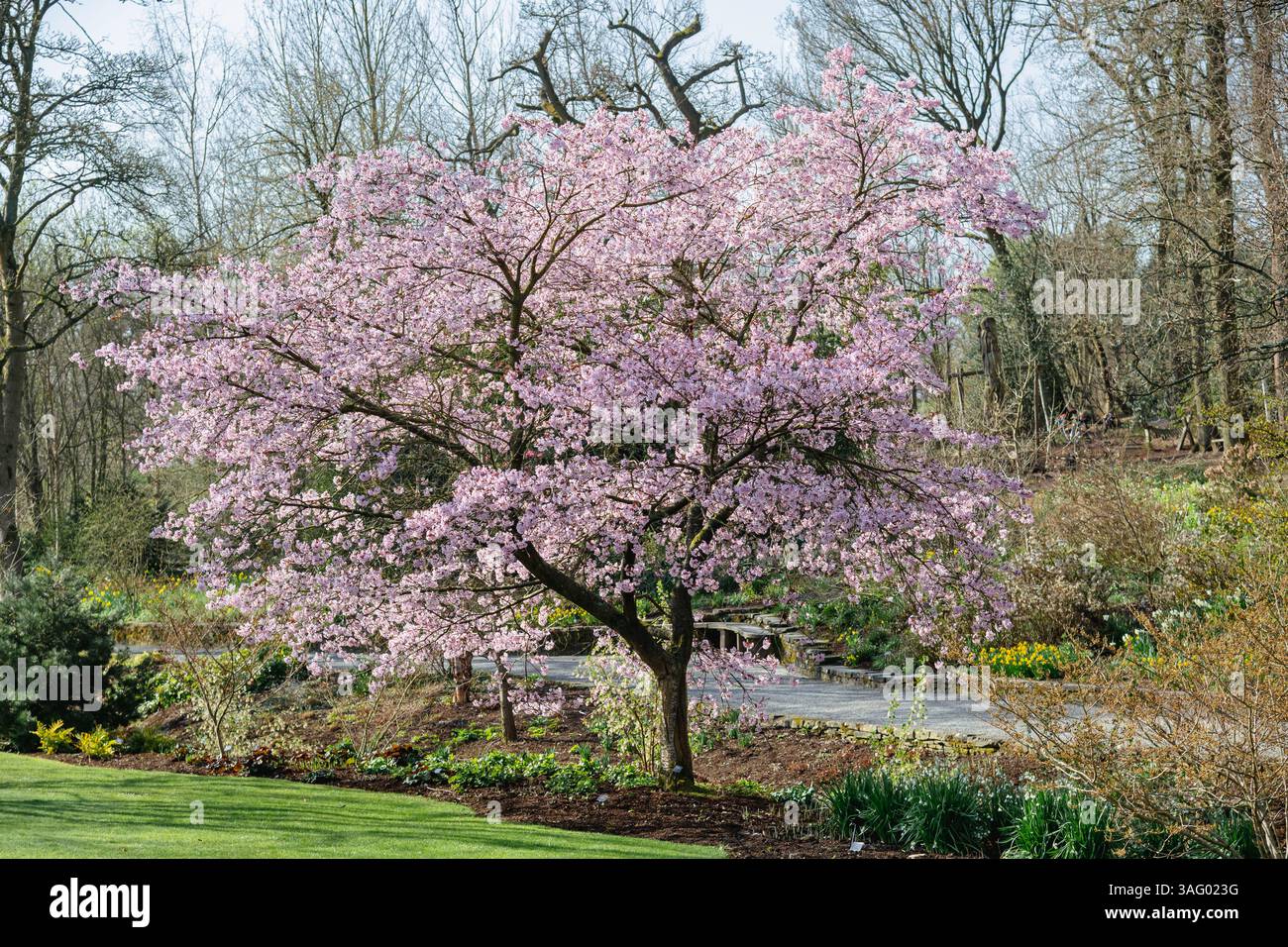 Pink Cherry tree in bloom Stock Photo - Alamy
