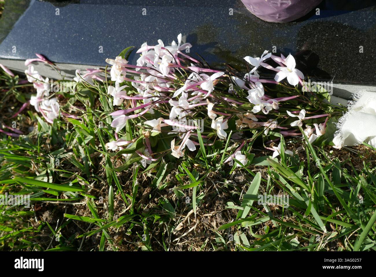 Los Angeles, California, USA 7th April 2025 Jasmine on Director David ...