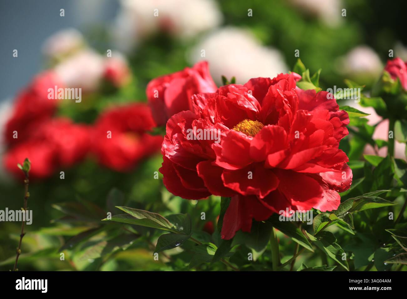 Peony flowers bloom in Huai'an City, east China's Jiangsu Province, 5 ...