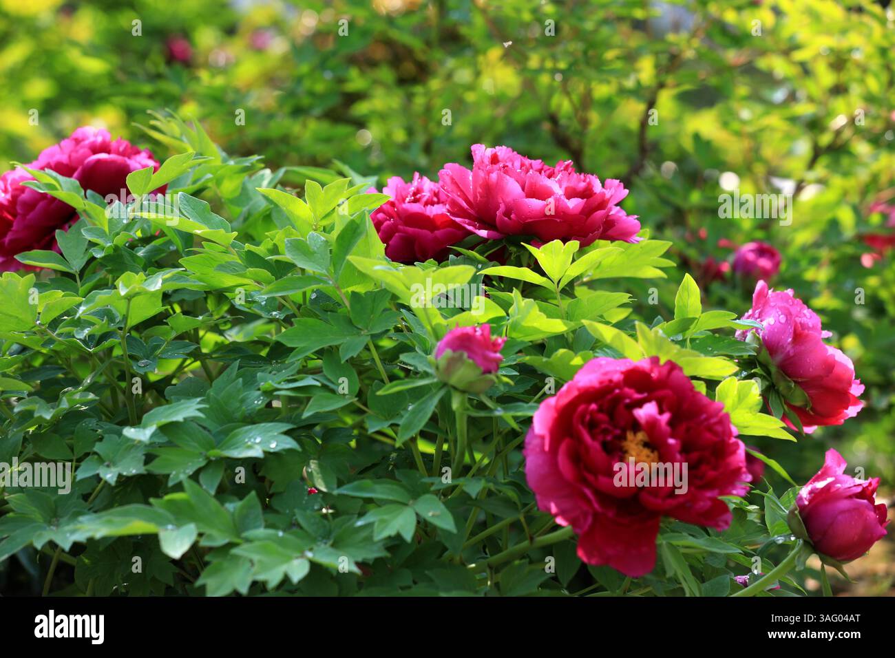 Peony flowers bloom in Huai'an City, east China's Jiangsu Province, 5 ...