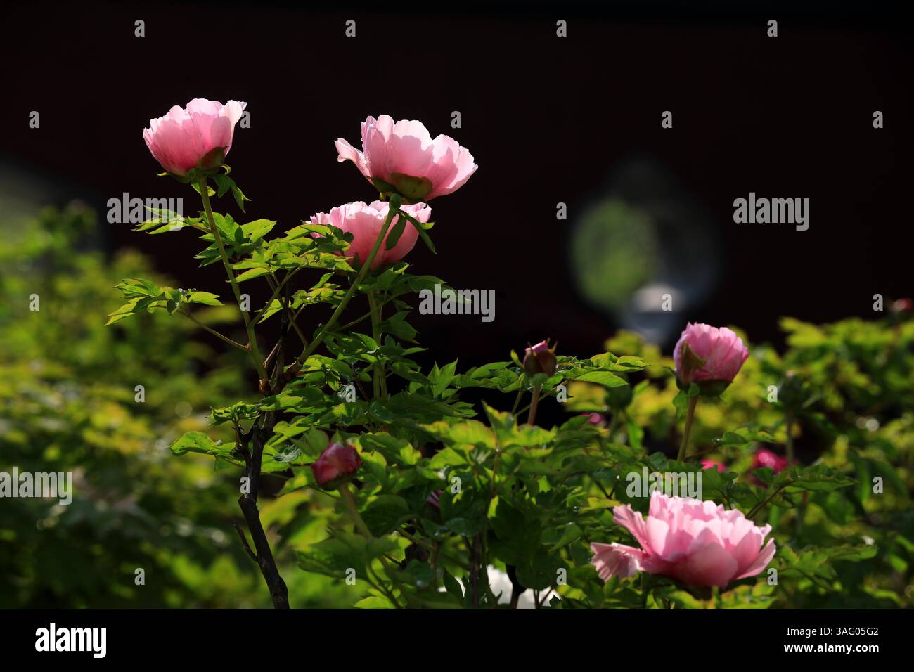 Peony flowers bloom in Huai'an City, east China's Jiangsu Province, 5 ...
