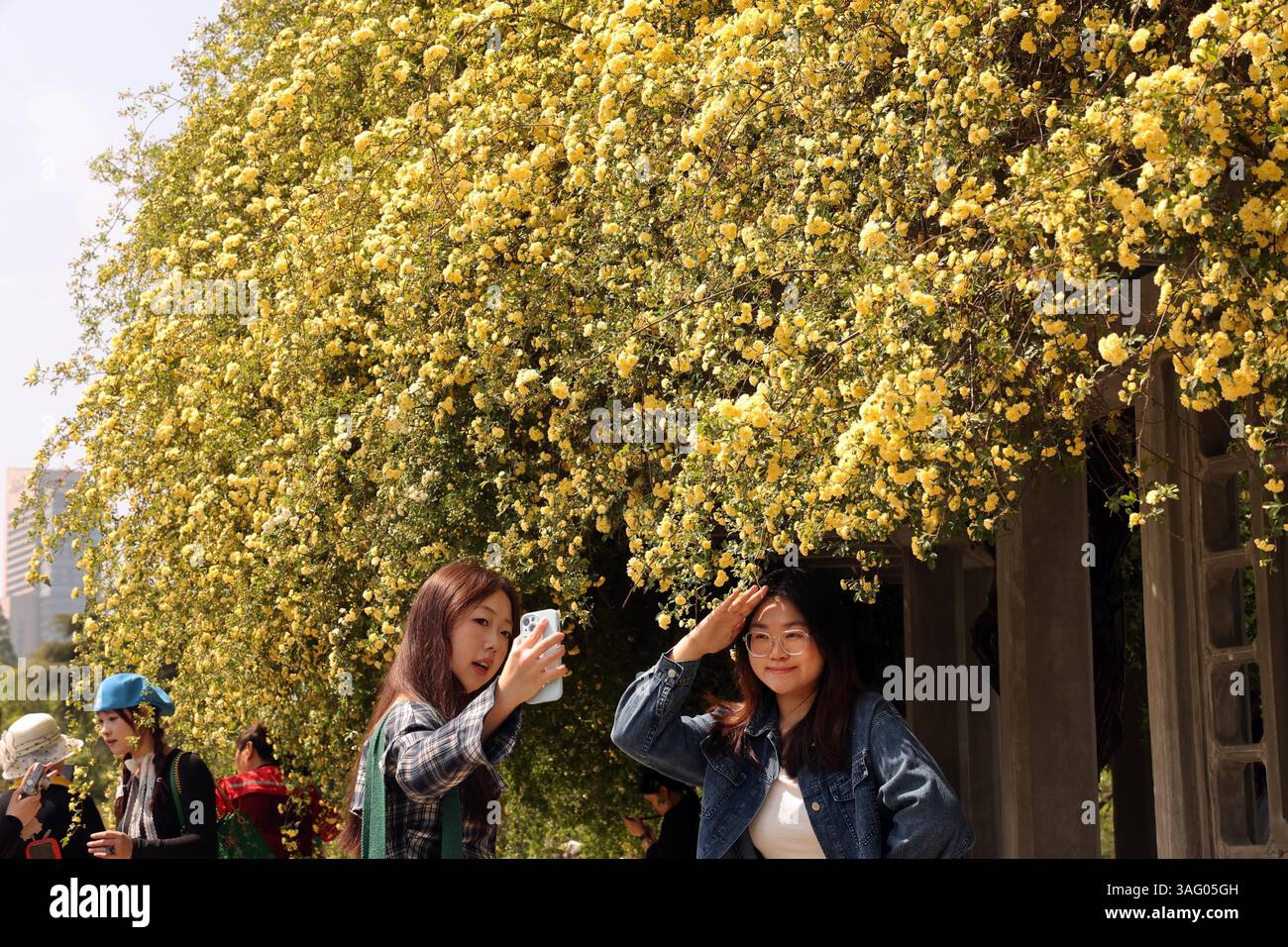 Lady Banks' rose flowers burst into bloom in Nanjing City, east China's ...