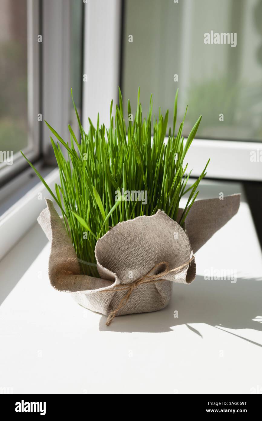 Sprout with wheat grass for proper nutrition of cats on a white window ...