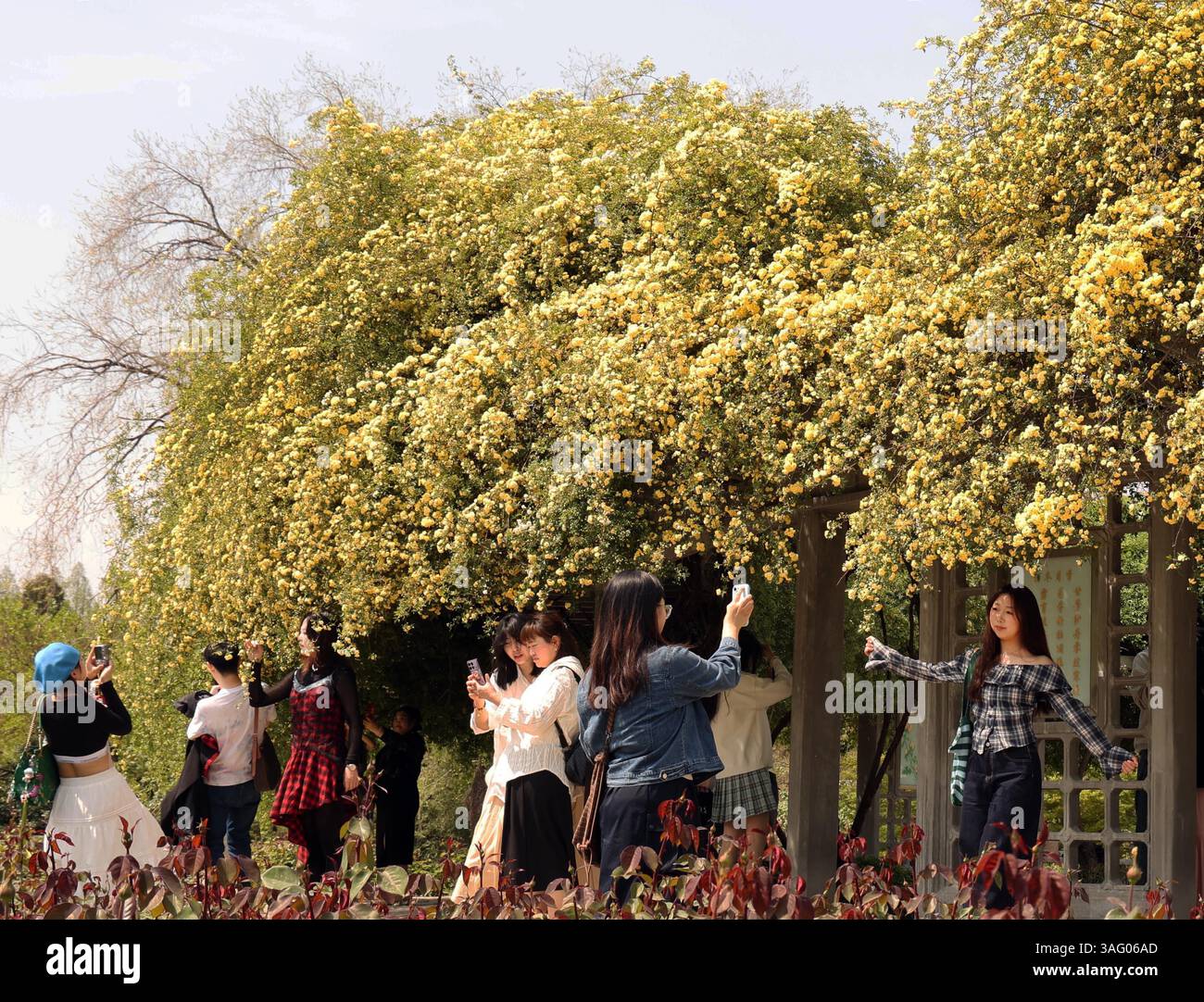 Lady Banks' rose flowers burst into bloom in Nanjing City, east China's ...