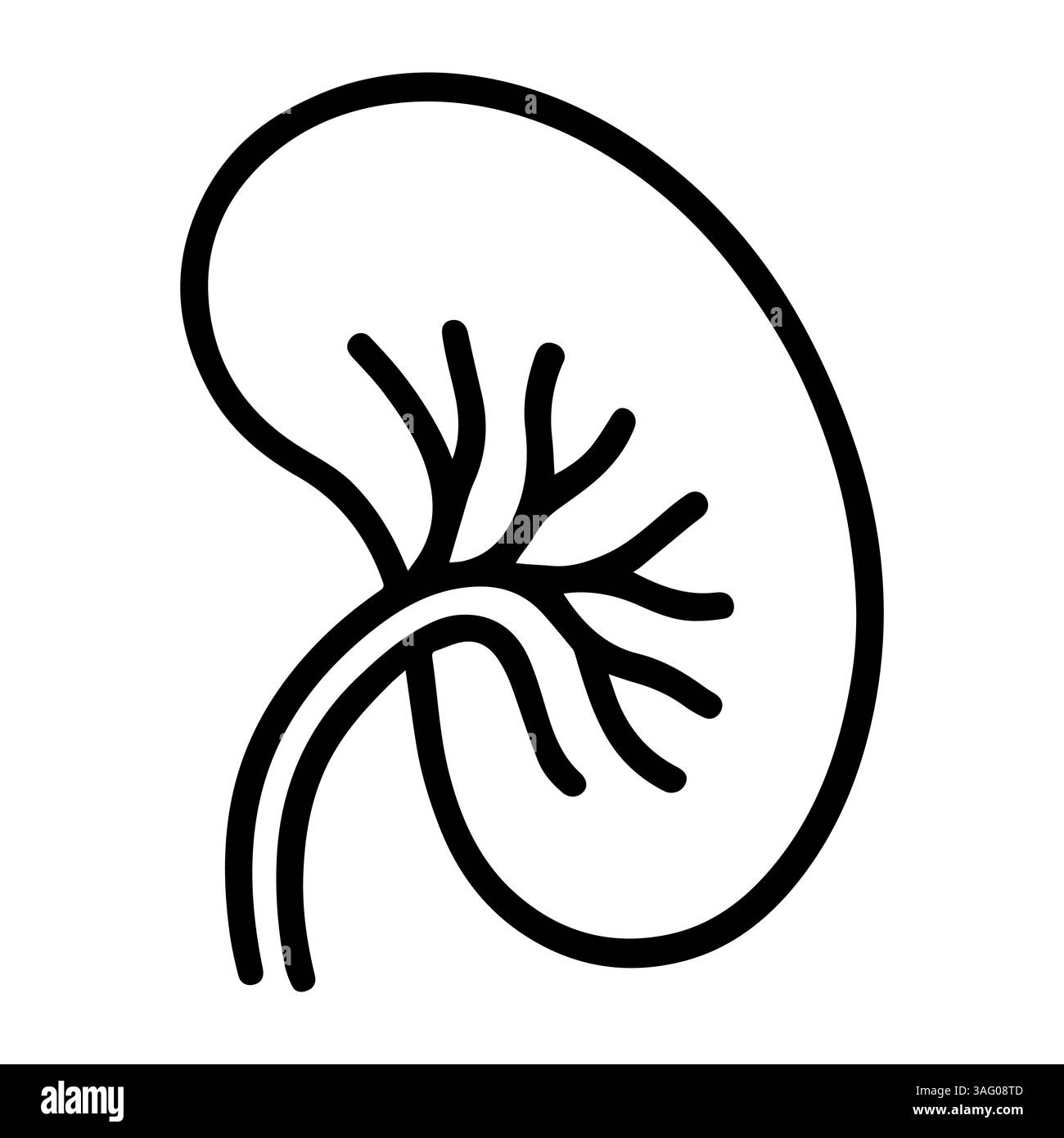 Spleen Anatomy Outline, Lymphatic System Organ Illustration Stock ...
