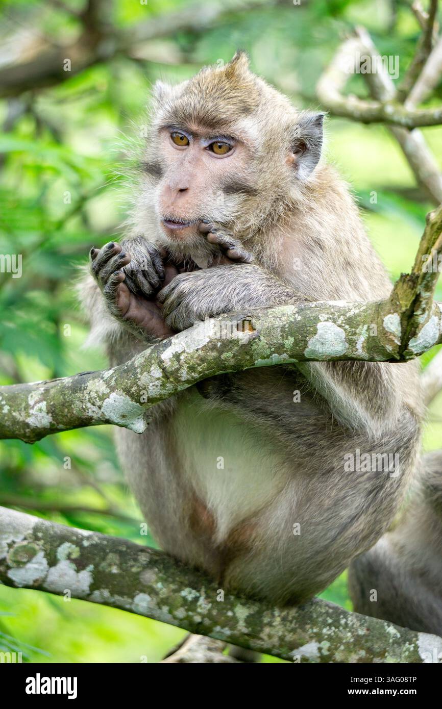 Macaca fascicularis (kera ekor panjang, monyet ekor panjang, long ...
