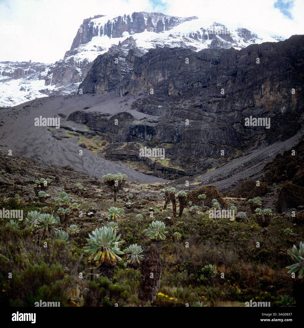 Endemische Riesen-Kreuzkraut wächst in der kargen Vulkanlandschaft an ...