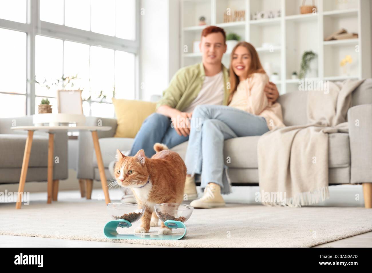 Adult healthy cat eating food hi-res stock photography and images - Alamy