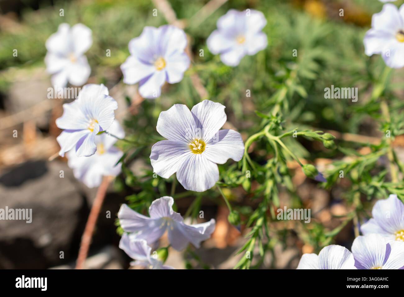 Zurich, Switzerland, May 1, 2024 Linum Alpinum plant at the botanical ...