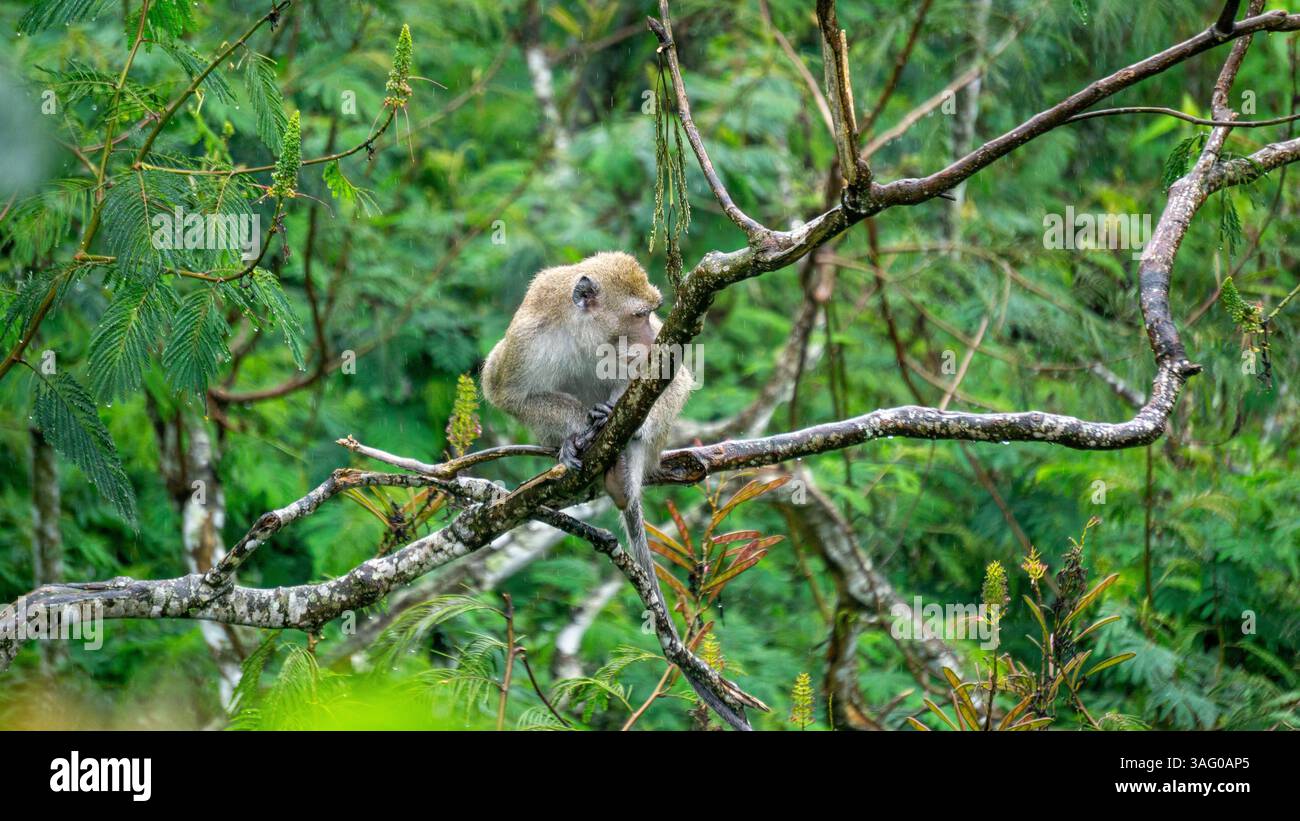 Macaca fascicularis (kera ekor panjang, monyet ekor panjang, long ...