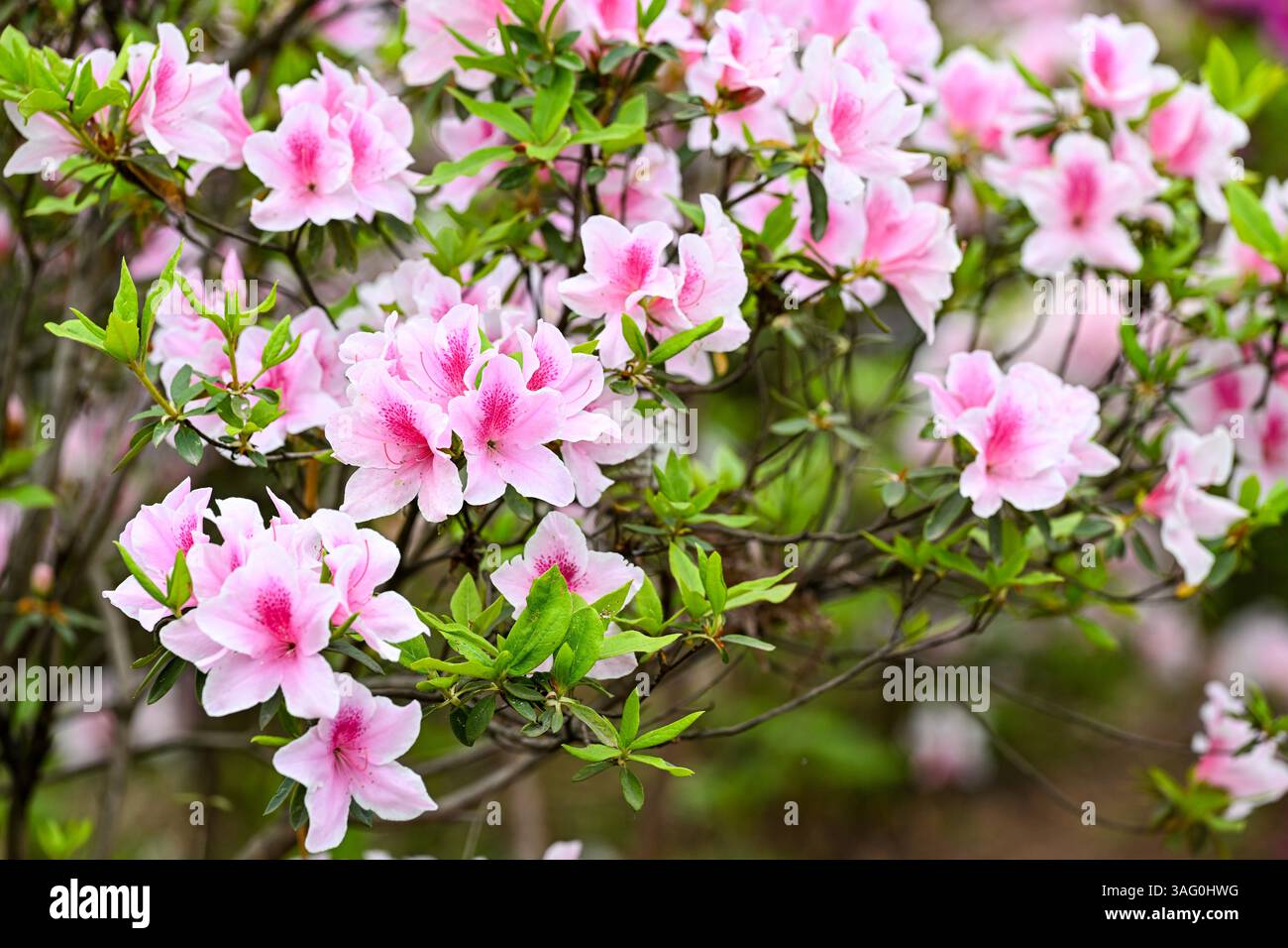 Azalea flowers are in full bloom in Chongqing, China, 5 April, 2025 ...