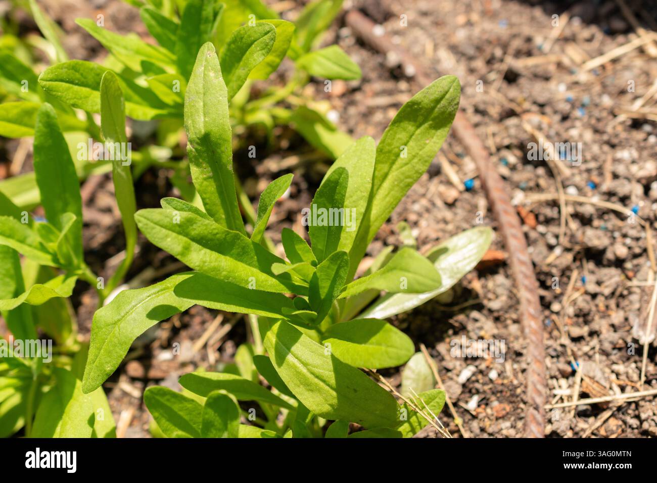 Zurich, Switzerland, May 1, 2024 Camelina Sativa or wild flax plant at ...