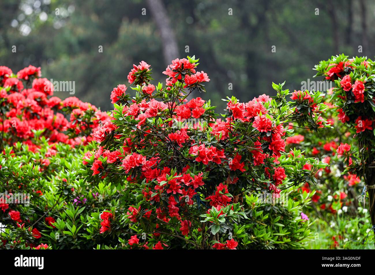 Azalea flowers are in full bloom in Chongqing, China, 5 April, 2025 ...