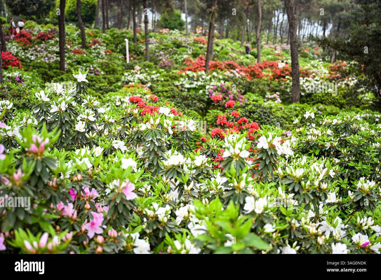 Azalea flowers are in full bloom in Chongqing, China, 5 April, 2025 ...