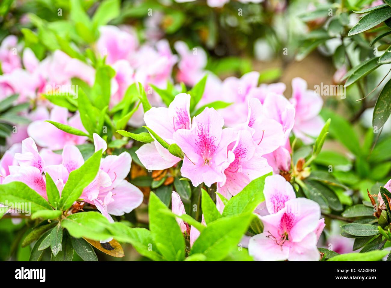 Azalea flowers are in full bloom in Chongqing, China, 5 April, 2025 ...
