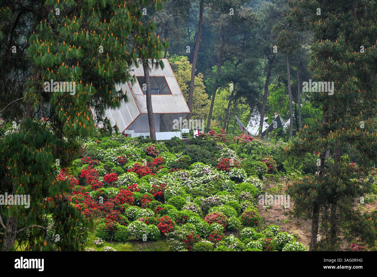 Azalea flowers are in full bloom in Chongqing, China, 5 April, 2025 ...