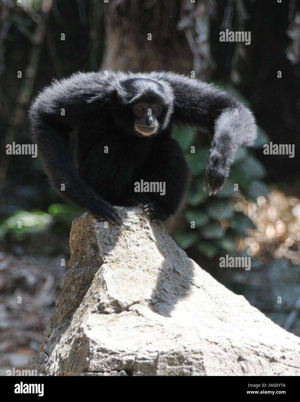 Aug. 24, 2012 - Surabaya, East Java, Indonesia - Malayan Gibbons and ...